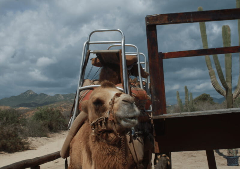 Cabo San Lucas: Amazing Camel Adventure on the Beach - Why This Tour Offers Good Value