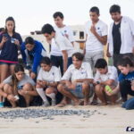 Cabo San Lucas: Baby Turtle Release Experience - Deep Dive: What Makes This Tour Special