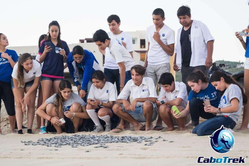 Cabo San Lucas: Baby Turtle Release Experience - Deep Dive: What Makes This Tour Special