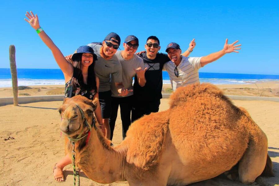 Cabo San Lucas: Camel Ride on the Beach - The Camels and the Setting: A Natural Wonder