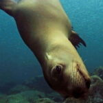 Cabo San Lucas: Discover Scuba Diving Experience - Who This Tour is Best For