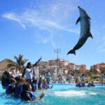 Cabo San Lucas: Dolphin Swim Class with Marine Specialist - The Practical Details