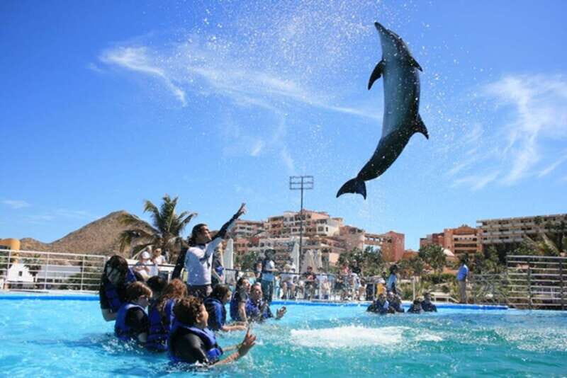 Cabo San Lucas: Dolphin Swim Class with Marine Specialist - The Practical Details
