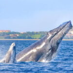 Cabo San Lucas: Luxury Catamaran Whale Watching Experience - Who Will Love This Tour?