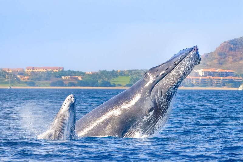Cabo San Lucas: Luxury Catamaran Whale Watching Experience - Who Will Love This Tour?
