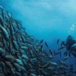 Cabo San Lucas: Marine Reserve Dive - Who Will Love This Tour?