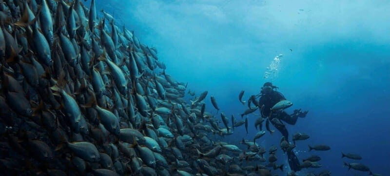 Cabo San Lucas: Marine Reserve Dive - Who Will Love This Tour?