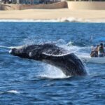 Cabo San Lucas: Private Whale Watching Yacht Excursion - Summary of Benefits