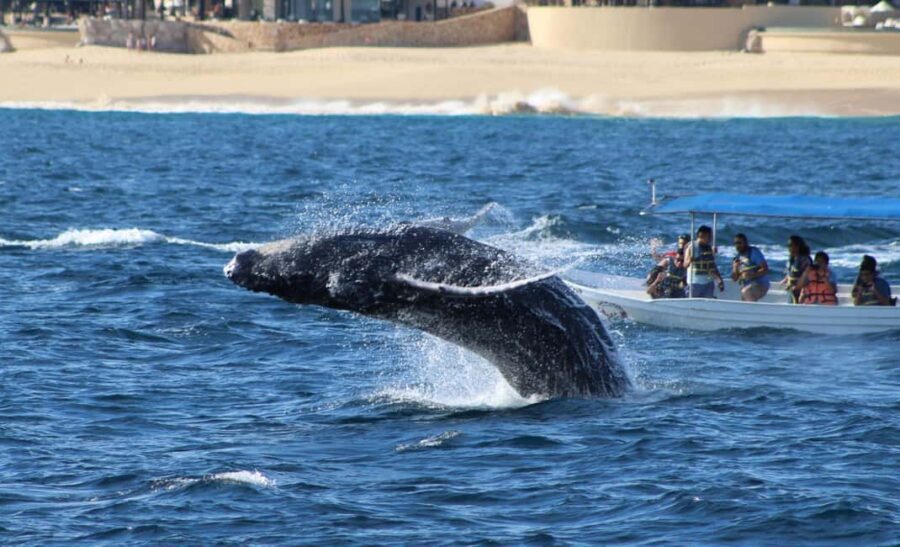 Cabo San Lucas: Private Whale Watching Yacht Excursion - Summary of Benefits