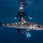 Cabo San Lucas: Shark Snorkeling and Freediving Tour - Understanding the Itinerary