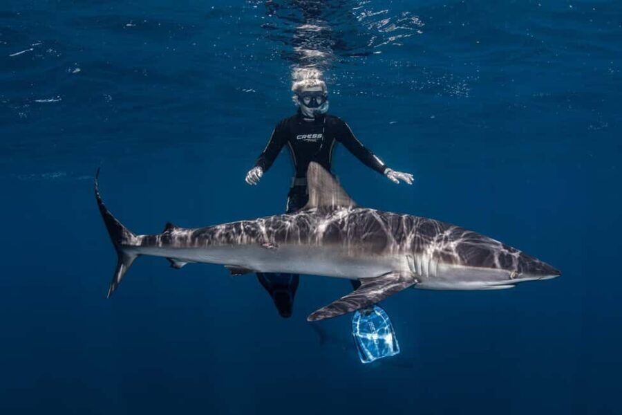 Cabo San Lucas: Shark Snorkeling and Freediving Tour - Understanding the Itinerary