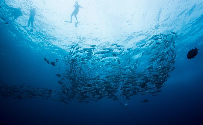 Cabo San Lucas Shopping, Tequila Tasting, and Snorkel Tour - Who Should Book This Tour?