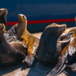 Cabo San Lucas: Tour paseo al Arco + bajada en playa - Final Thoughts