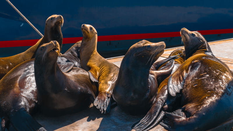 Cabo San Lucas: Tour paseo al Arco + bajada en playa - Final Thoughts
