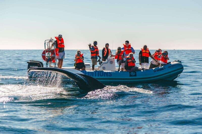 Cabo San Lucas: Up-Close Whale Watching Small-Group Tour - The Itinerary in Detail