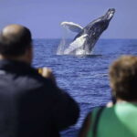 Cabo San Lucas: Whale Watching Breakfast Cruise - The Duration and Group Size