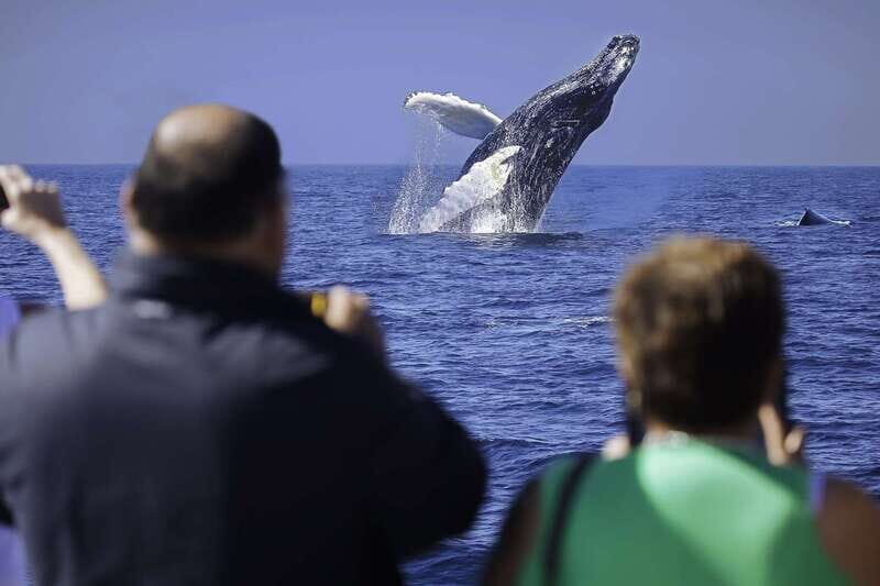 Cabo San Lucas: Whale Watching Breakfast Cruise - The Duration and Group Size