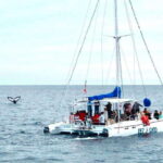 Cabo San Lucas: Whale Watching Catamaran Experience - A Thorough Look at the Experience
