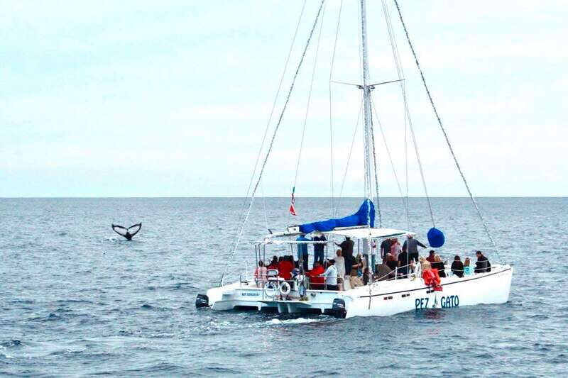 Cabo San Lucas: Whale Watching Catamaran Experience - A Thorough Look at the Experience