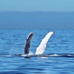 Cabo San Lucas: Whale Watching Experience on Catamaran - The Sum Up
