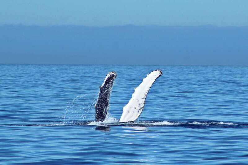 Cabo San Lucas: Whale Watching Experience on Catamaran - The Sum Up