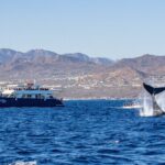 Cabo San Lucas Whale Watching Lunch Cruise - Why This Tour Works for Travelers