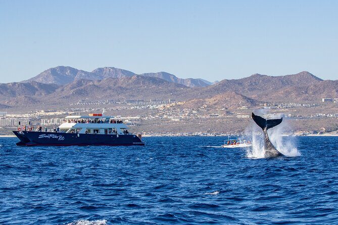 Cabo San Lucas Whale Watching Lunch Cruise - Why This Tour Works for Travelers