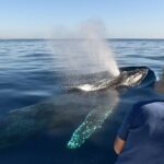 Cabo San Lucas Whale Watching Tour with Photos Included - Final Thoughts