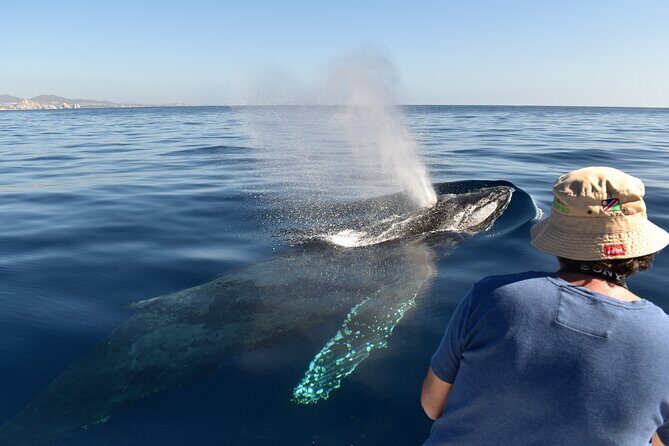 Cabo San Lucas Whale Watching Tour with Photos Included - Final Thoughts