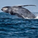 Cabo Whale Watching Tour: 2 Hours at Arch & Lovers Beach - The Experience on the Water