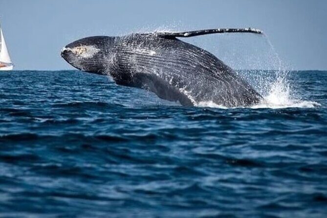 Cabo Whale Watching Tour: 2 Hours at Arch & Lovers Beach - The Experience on the Water