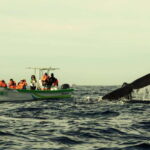 Cabo: Whale-Whatching Boat Trip w/ All-Women Crew and Photos - Who Should Book This Tour?