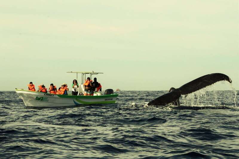 Cabo: Whale-Whatching Boat Trip w/ All-Women Crew and Photos - Who Should Book This Tour?