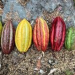 Cacao day experience from the wood to your cup! - Final Thoughts