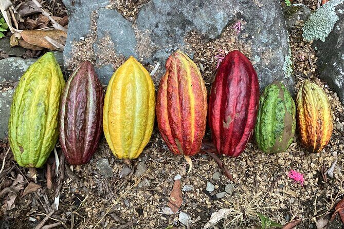 Cacao day experience from the wood to your cup! - Final Thoughts