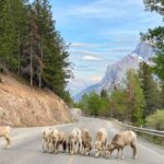 Calgary/Canmore: Banff National Park & Lake Louise Day Trip - Introduction: What This Tour Offers and Who It’s For
