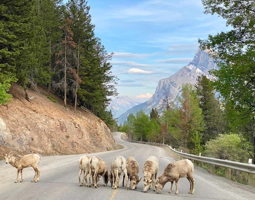 Calgary/Canmore: Banff National Park & Lake Louise Day Trip - Introduction: What This Tour Offers and Who It’s For