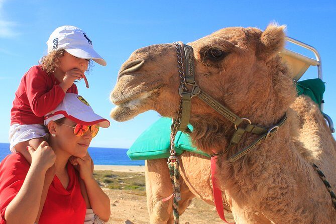 Camel Ride & Encounter at Los Cabos - The Pros and Cons Based on Reviews