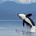 Campbell River: 4 Hour Whale & Wildlife Zodiac Boat Tour - Value and Practical Considerations