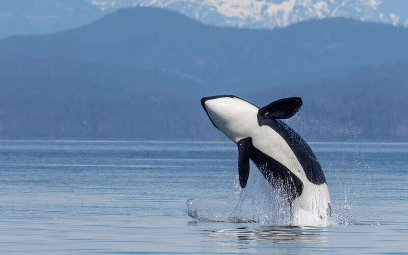 Campbell River: 4 Hour Whale & Wildlife Zodiac Boat Tour - Value and Practical Considerations