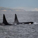 Campbell River: 6-Hour Whale Watching Boat Tour - Who Should Consider This Tour?