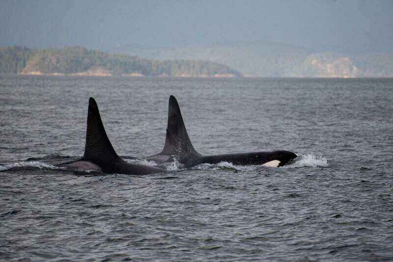 Campbell River: 6-Hour Whale Watching Boat Tour - Who Should Consider This Tour?