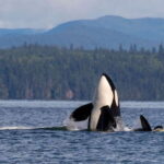 Campbell River: 6 Hour Zodiac Whale Watching Tour w/ Lunch - Who Will Love This Tour?