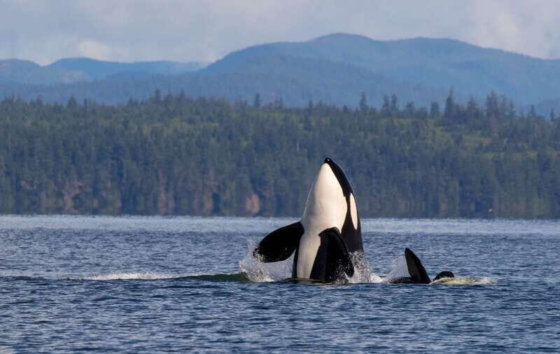 Campbell River: 6 Hour Zodiac Whale Watching Tour w/ Lunch - Who Will Love This Tour?