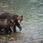 Campbell River: Bute Inlet Grizzly-Watching Tour & Boat Ride - Who Will Love This Tour?