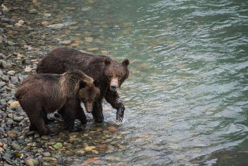 Campbell River: Bute Inlet Grizzly-Watching Tour & Boat Ride - Who Will Love This Tour?