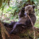 Campbell River: Full-Day Grizzly Bear Tour With Lunch - The Core of the Experience: An In-Depth Look