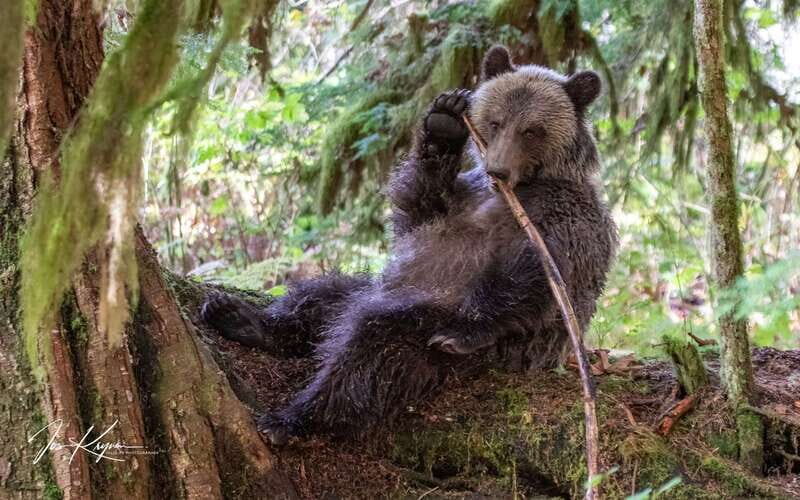 Campbell River: Full-Day Grizzly Bear Tour With Lunch - The Core of the Experience: An In-Depth Look