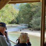 Campbell River: Grizzly Bear-Watching Tour with Lunch - Price and Value