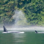 Campbell River: Salish Sea Whale Watching Adventure - Who Will Love This Tour?